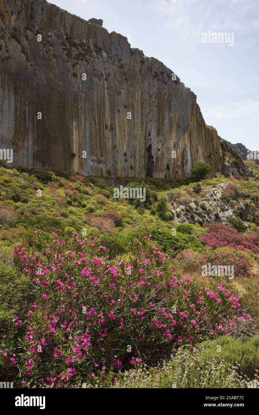 Oleander bush, rock face on the Sarella peninsula near Plakias, south ...