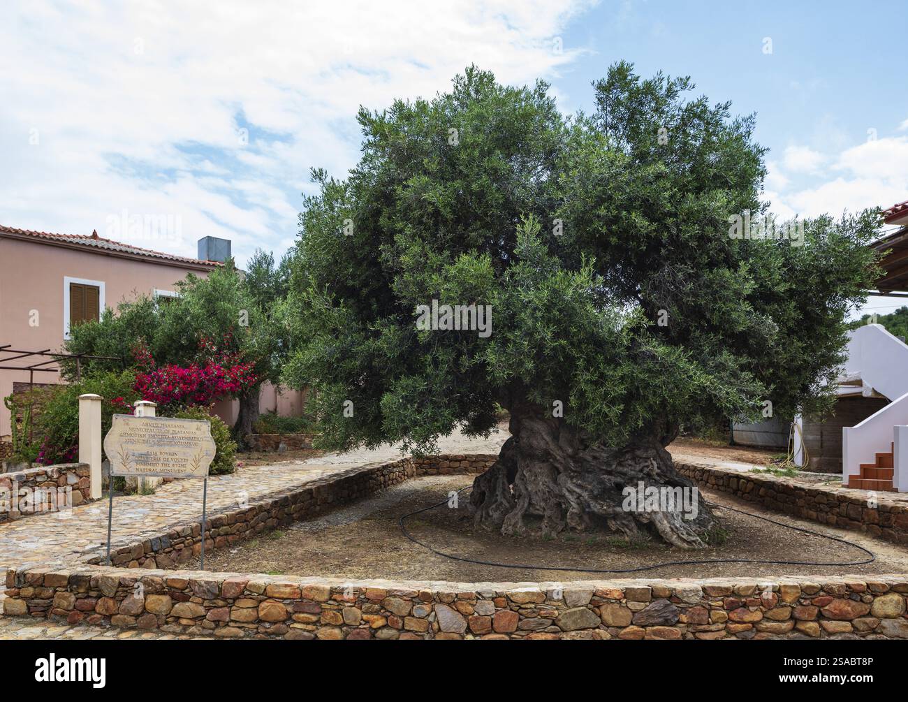 Natural monument, oldest olive tree in the world in the village of Pano ...
