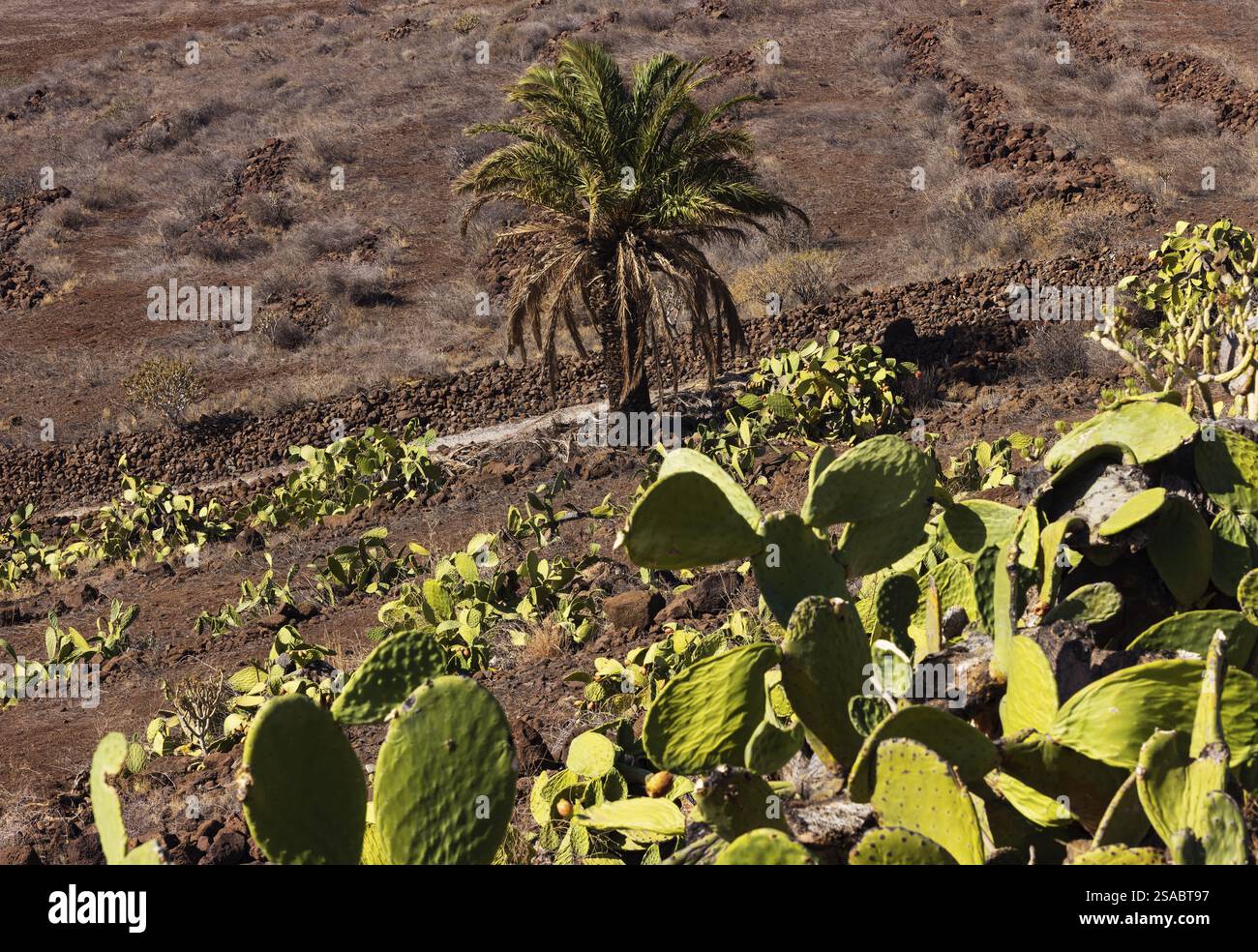 Palm trees and cactuses at La Sorrueda, Santa Lucia de Tirajana, Gran ...