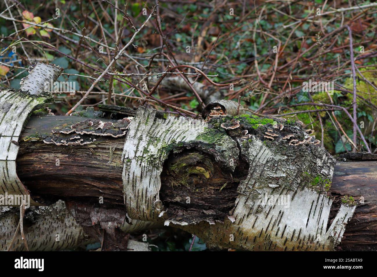 Trametes versicolor, also known as Turkey Tale, a common fungus growing ...