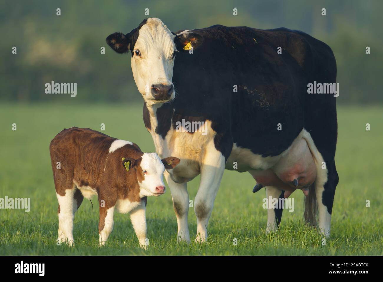 Domestic cattle or cow (Bos taurus) adult mother and juvenile baby calf ...