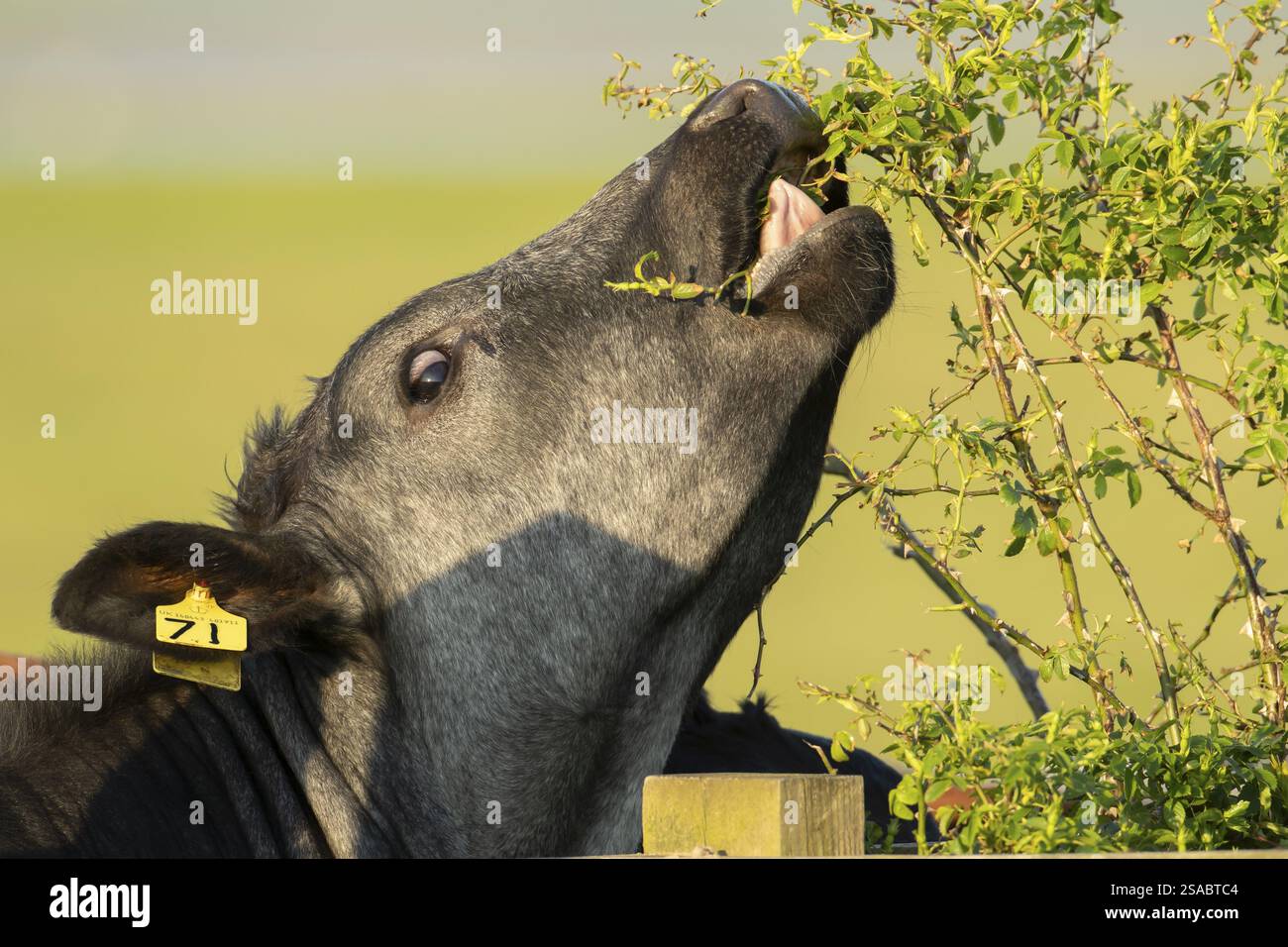 Domestic cattle or cow (Bos taurus) adult farm animal eating a wild ...
