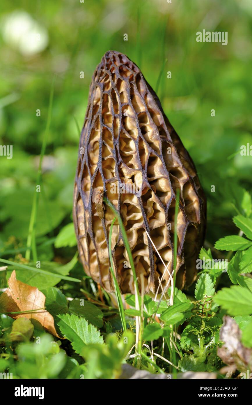 Pointed morel (Morchella conica), mushroom, Upper Bavaria, Bavaria ...