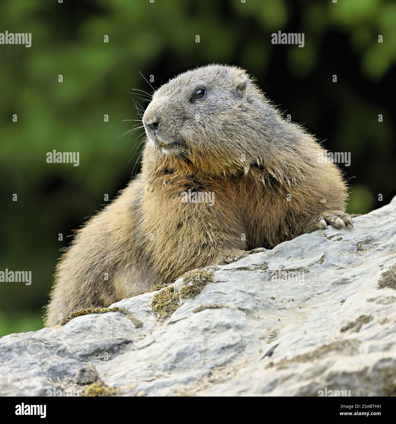 Alpine marmot (Marmota marmota), sitting on rocks, Switzerland, Europe ...