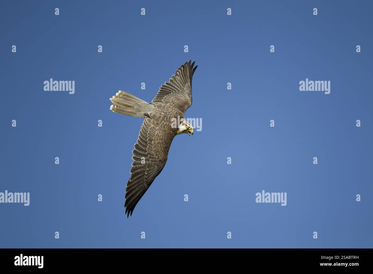 Lanner falcon (Falco biarmicus) adult bird of prey diving down in ...