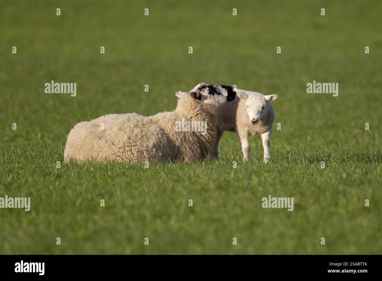 Group young sheep in grass hi-res stock photography and images - Alamy