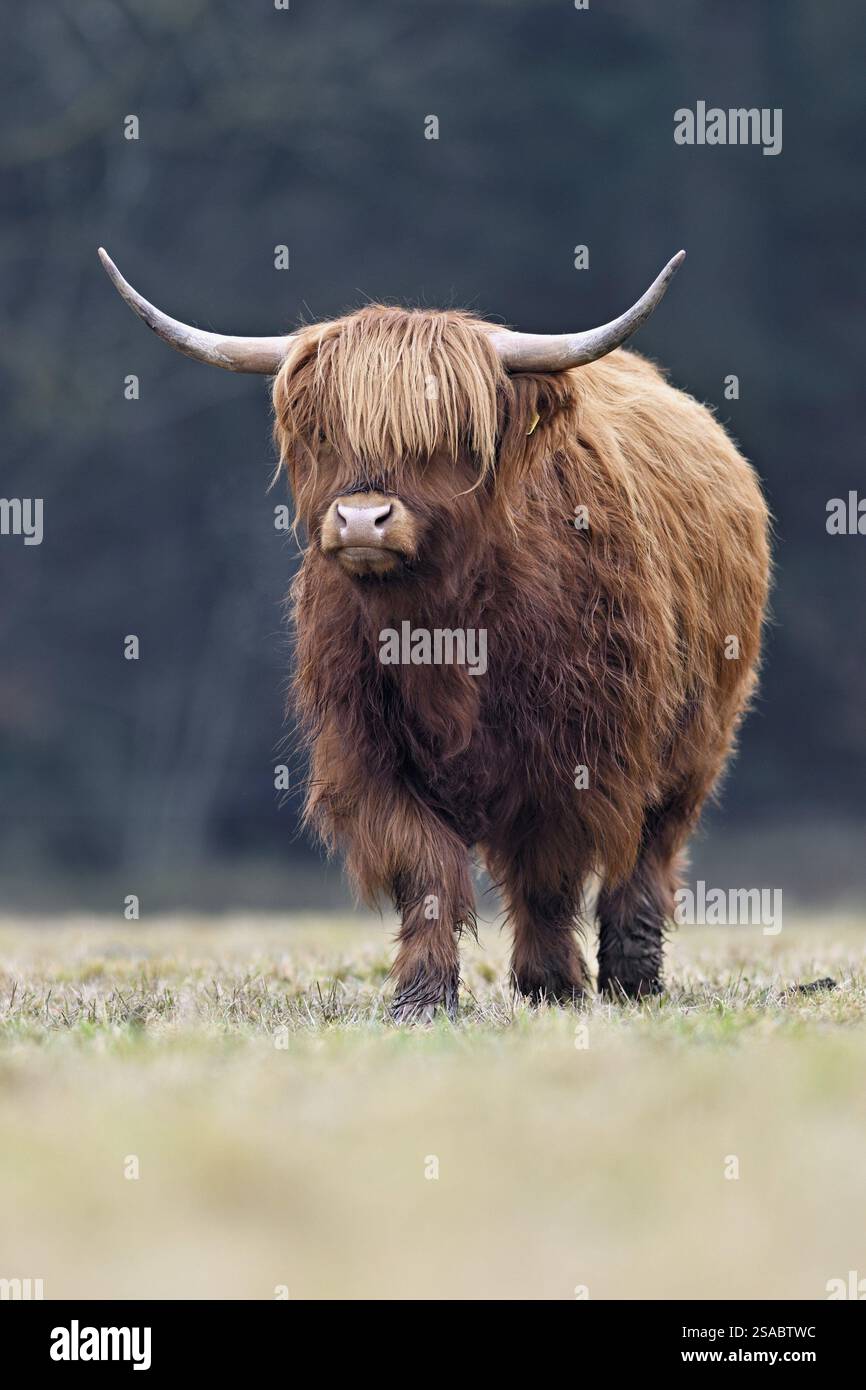 Highland cattle (Bos taurus), adult animal standing in a meadow ...