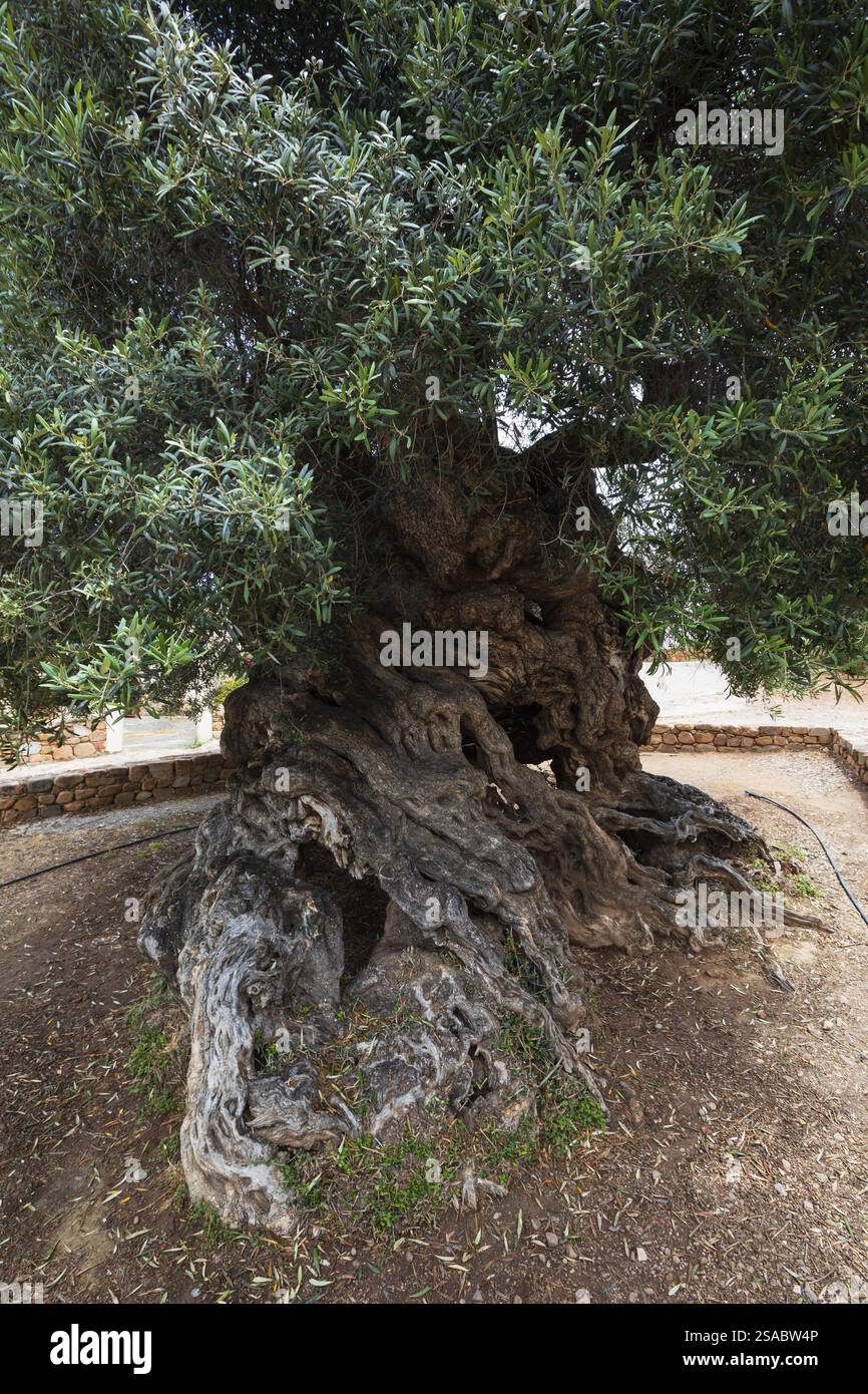 Natural monument, oldest olive tree in the world in the village of Pano ...