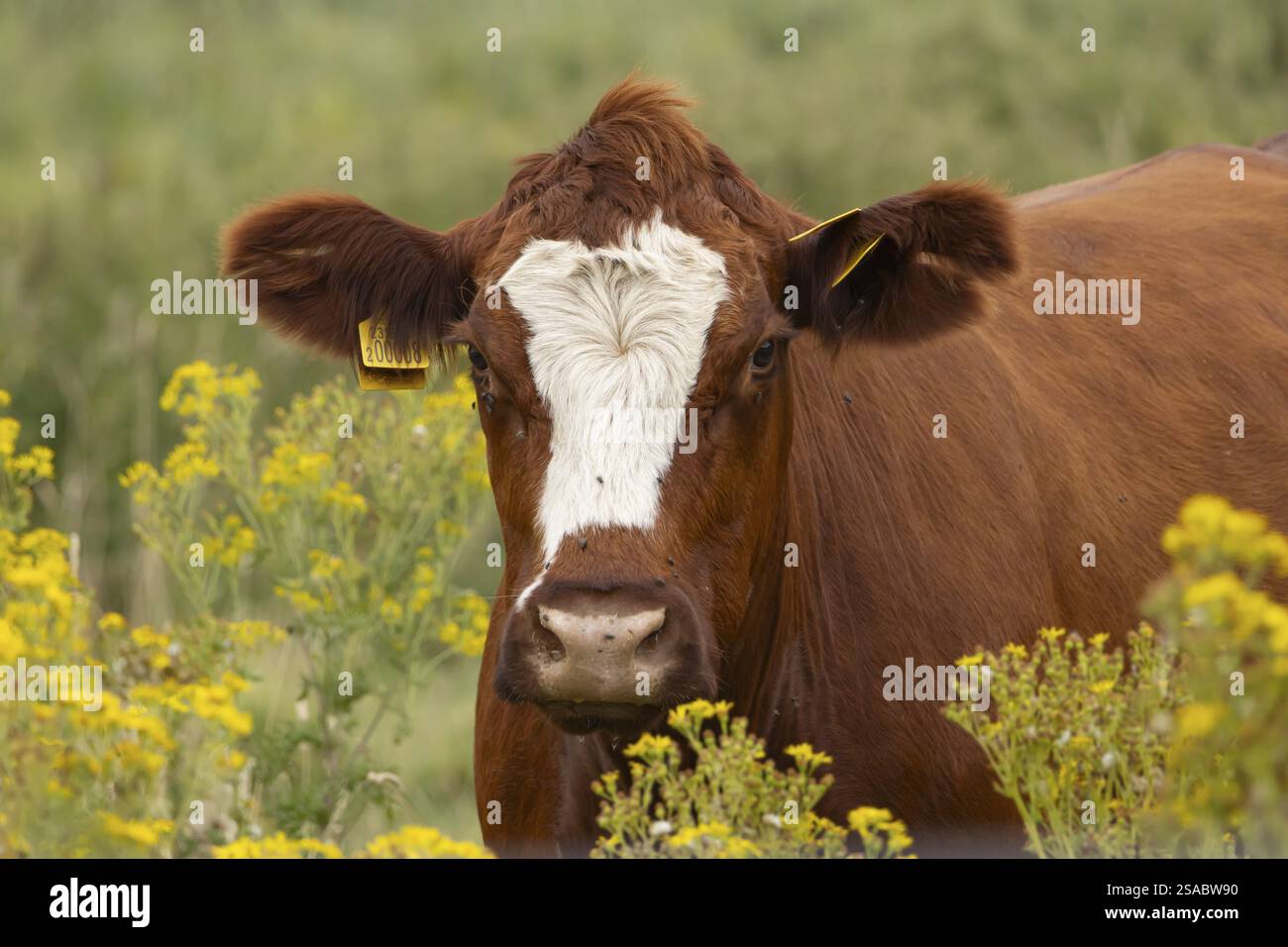 Domestic cattle or cow (Bos taurus) adult farm animal in a field with ...