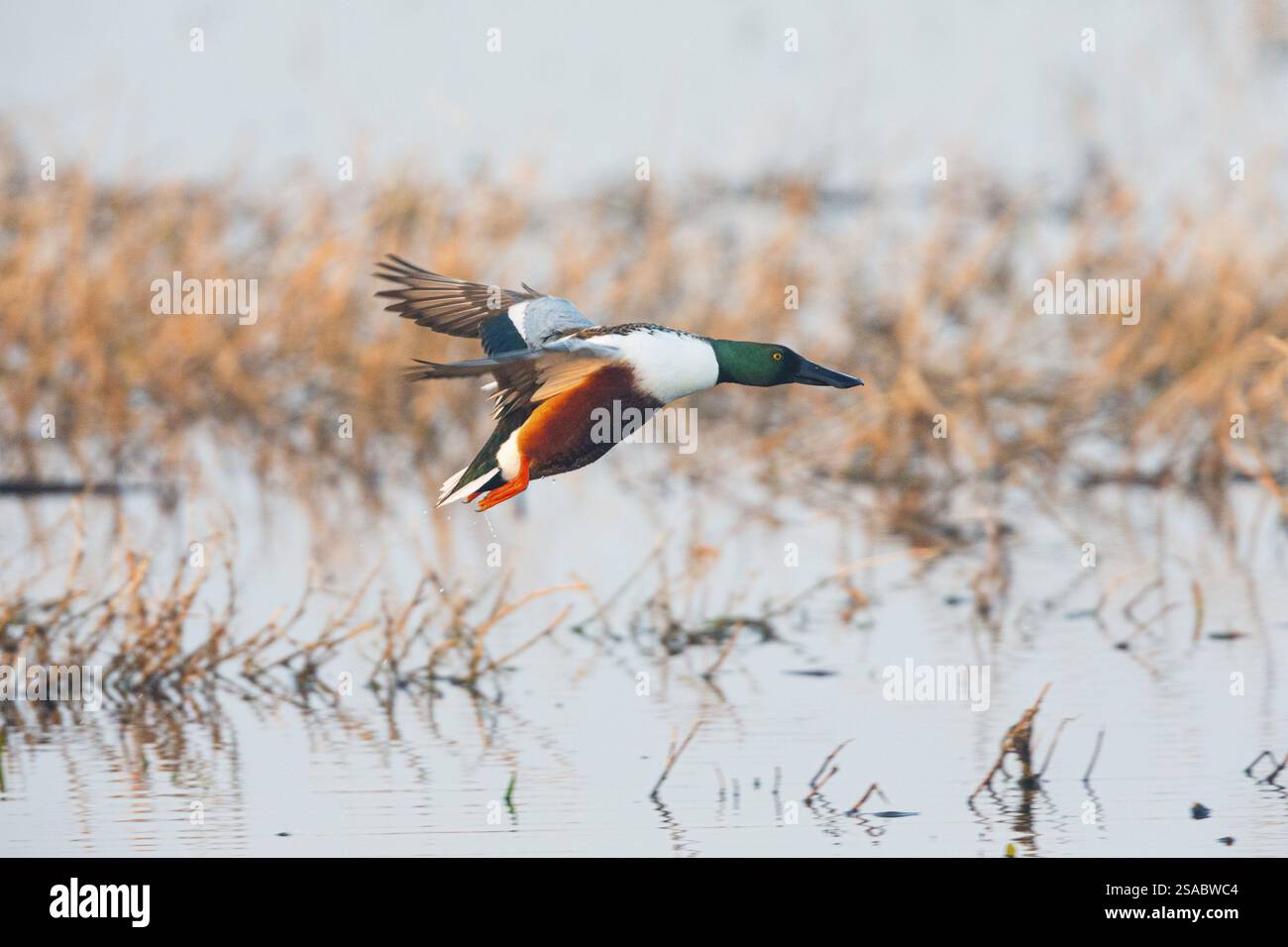 Northern Shoveler (Anas clypeata), male duck in flight, about to land ...