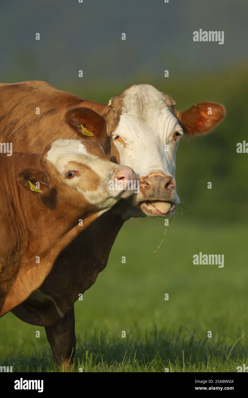 Domestic cattle or cow (Bos taurus) adult mother and juvenile baby calf ...
