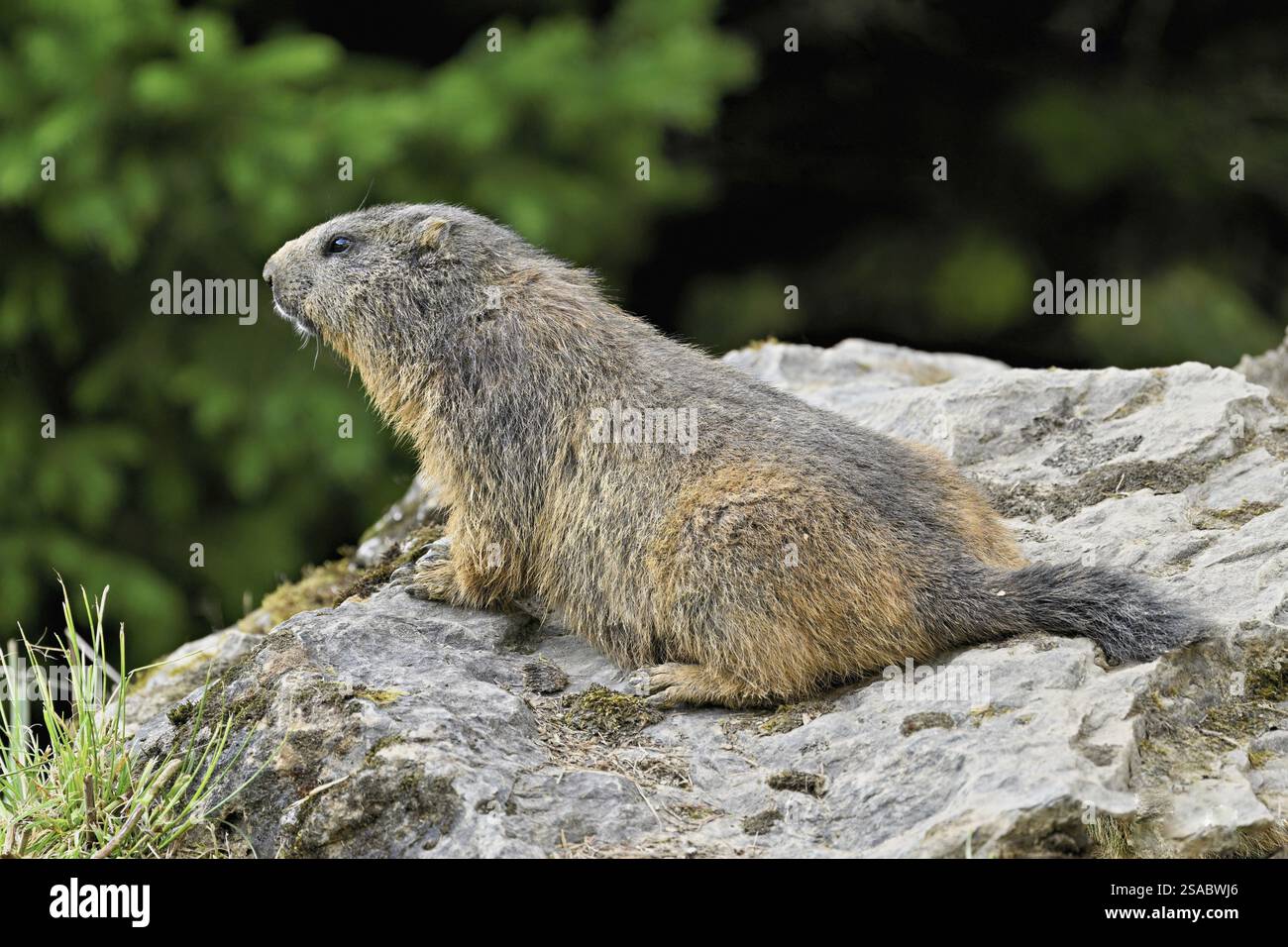 Alpine marmot (Marmota marmota), sitting on rocks, Switzerland, Europe Stock Photo - Alamy