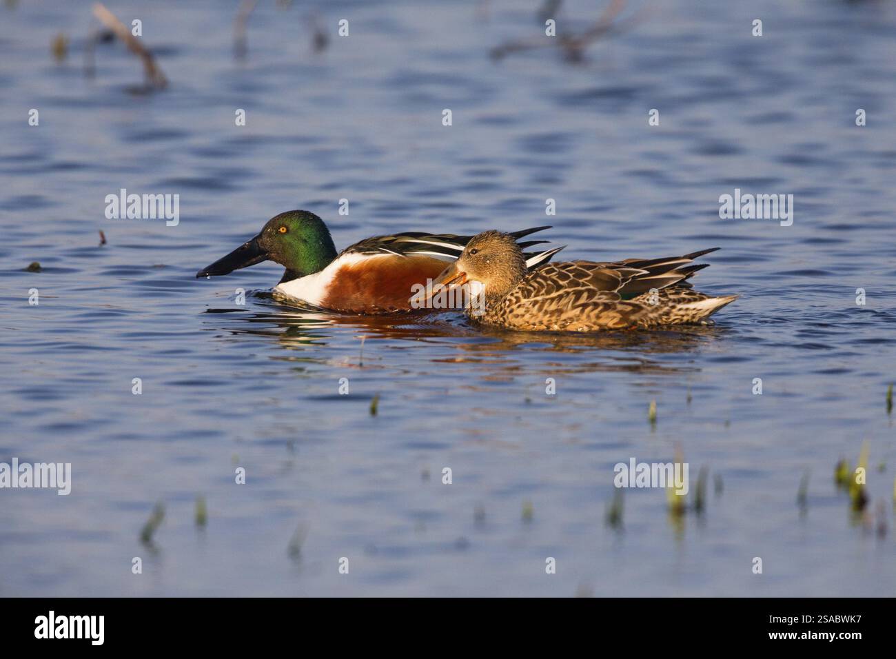 Northern Shoveler (Anas clypeata), a male and female duck swimming on ...