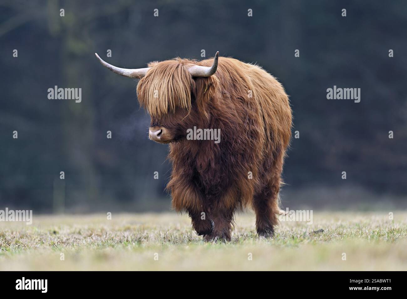 Highland cattle (Bos taurus), adult animal standing in a meadow ...