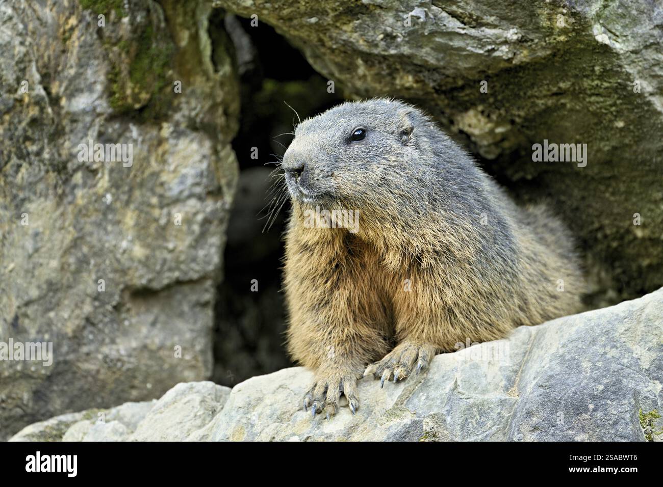 Alpine marmot (Marmota marmota), sitting on rocks, Switzerland, Europe Stock Photo - Alamy