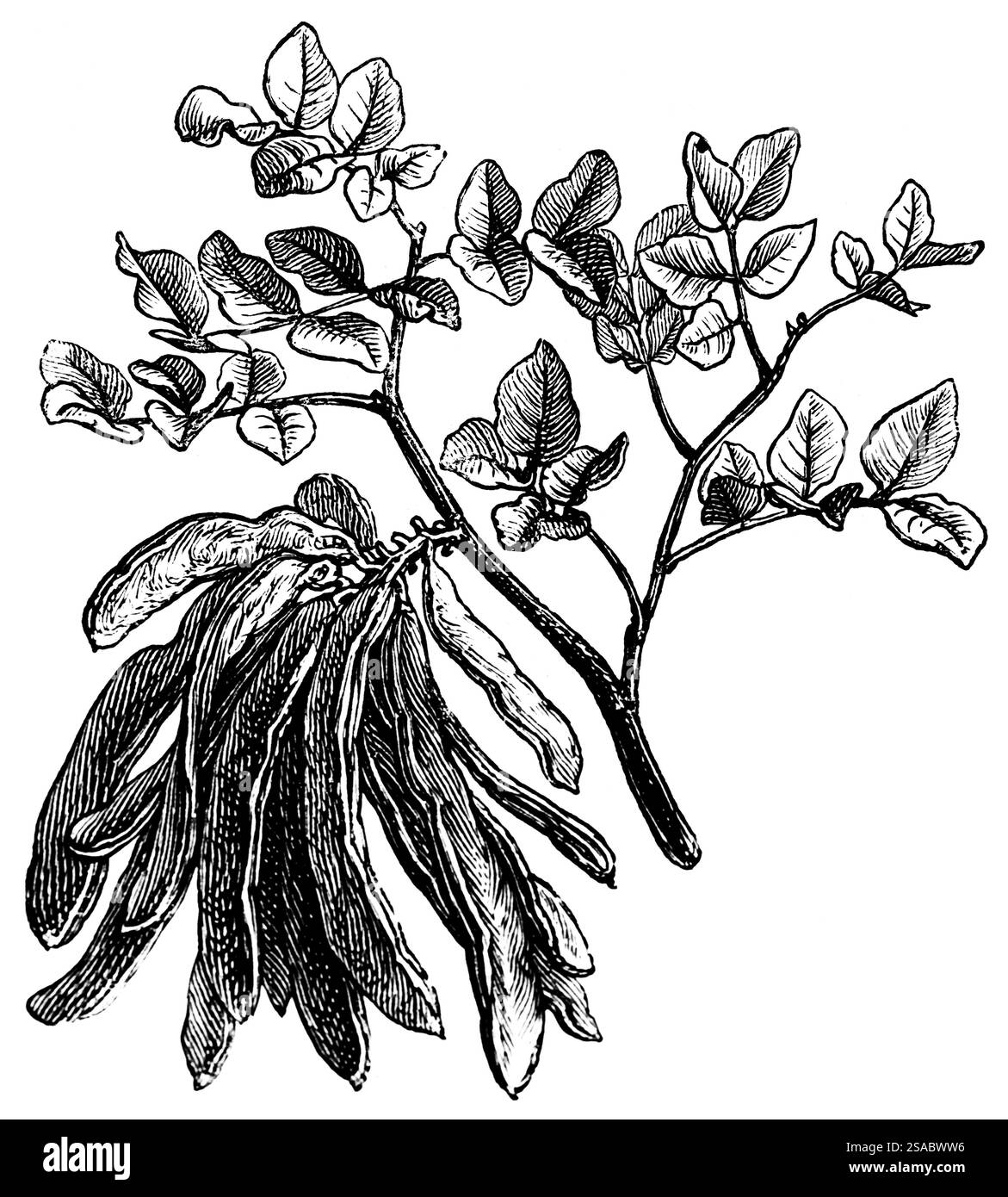 Drawing of a branch with leaves and fruit of the carob tree, legume ...
