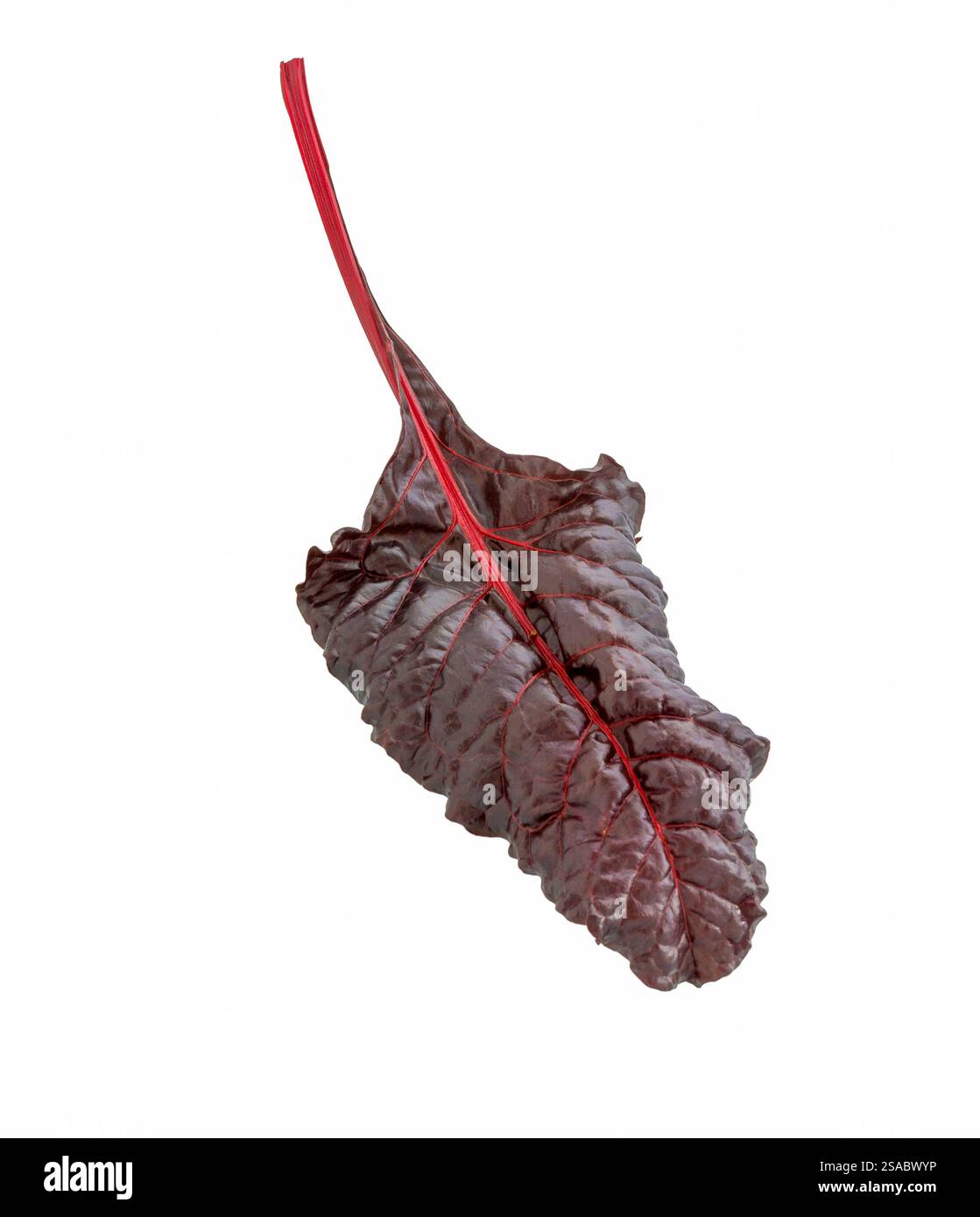 Beet leaves. Beetroot leaves, fresh beet leaf isolated on white ...