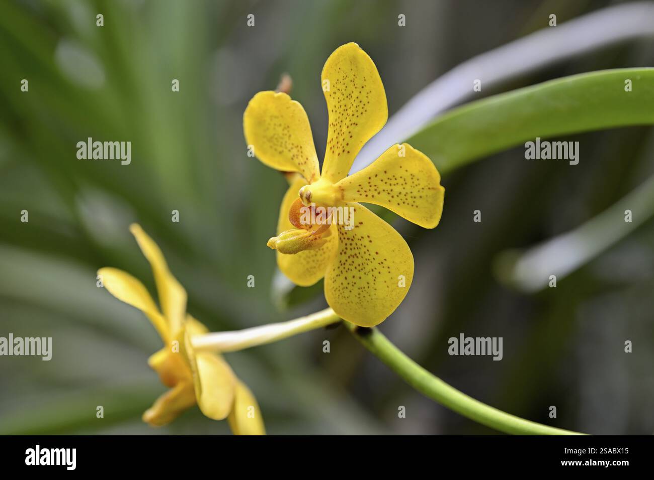 Orchid in Uncle Niyom's orchid garden, flowers, near Wat Saphan, Taling ...