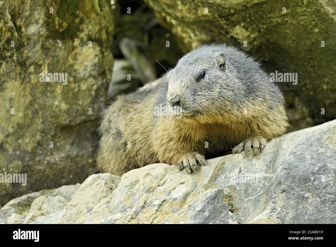 Alpine marmot (Marmota marmota), sitting on rocks, Switzerland, Europe Stock Photo - Alamy