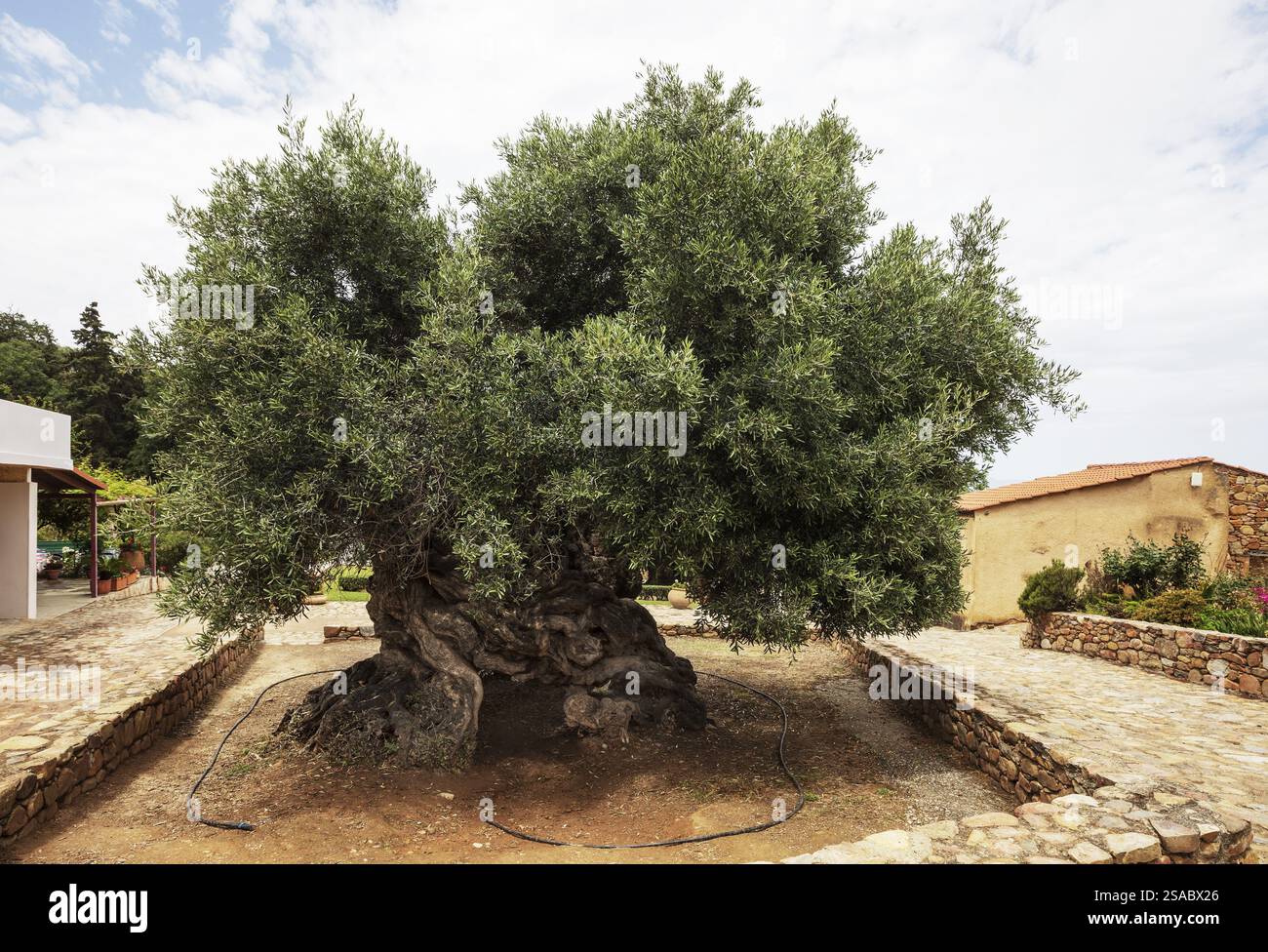 Natural monument, oldest olive tree in the world in the village of Pano ...