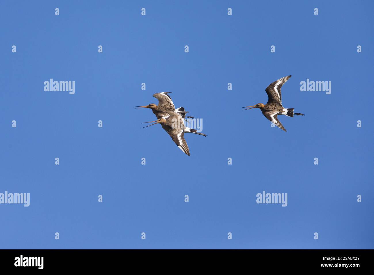 Black-tailed Godwit (Limosa limosa), three adult birds in flight ...