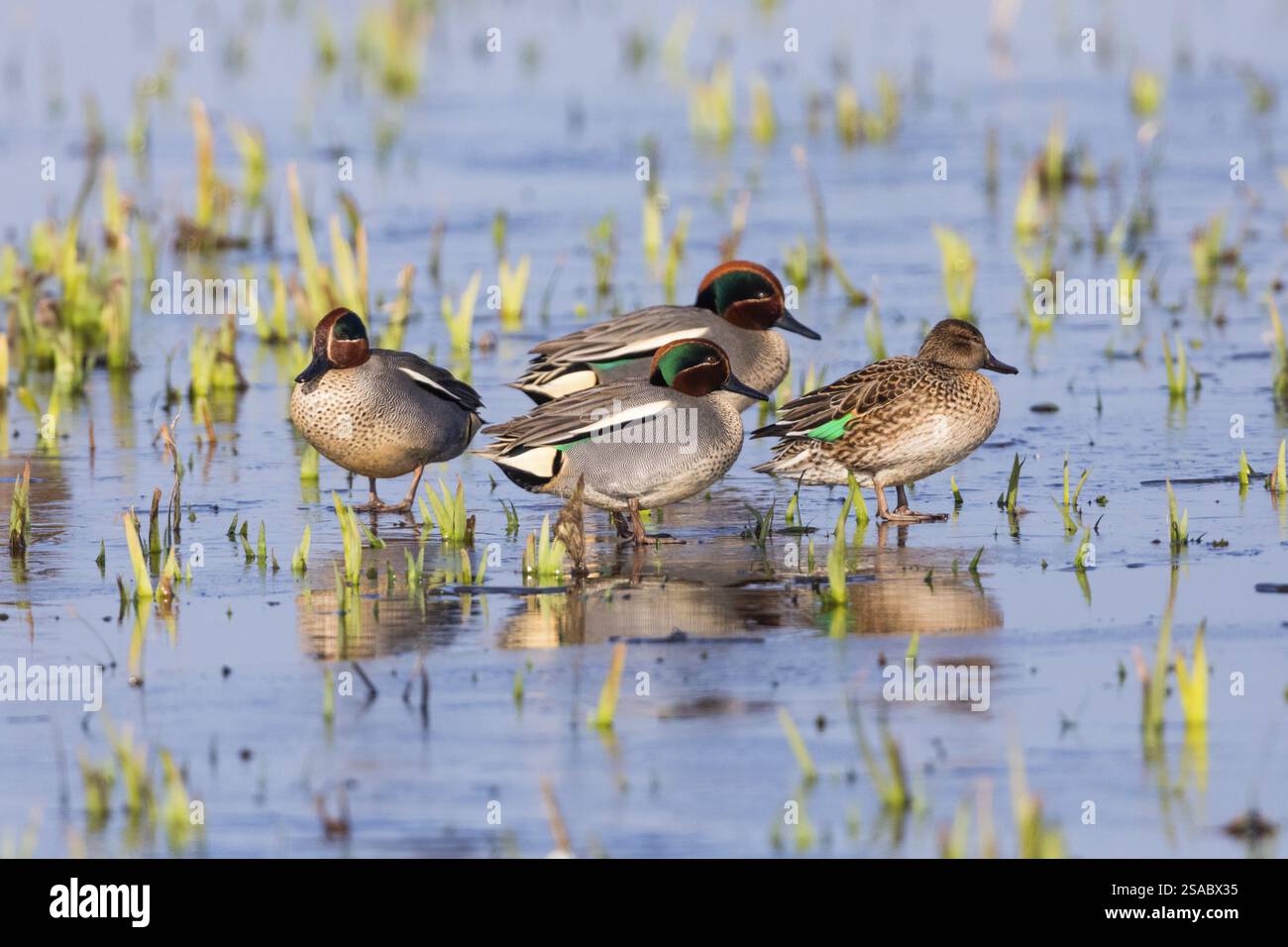 Eurasian Teal (Anas crecca), a group of three male ducks and one female ...