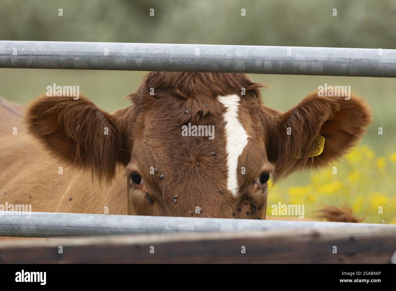 Domestic cattle or cow (Bos taurus) adult farm animal looking through a ...
