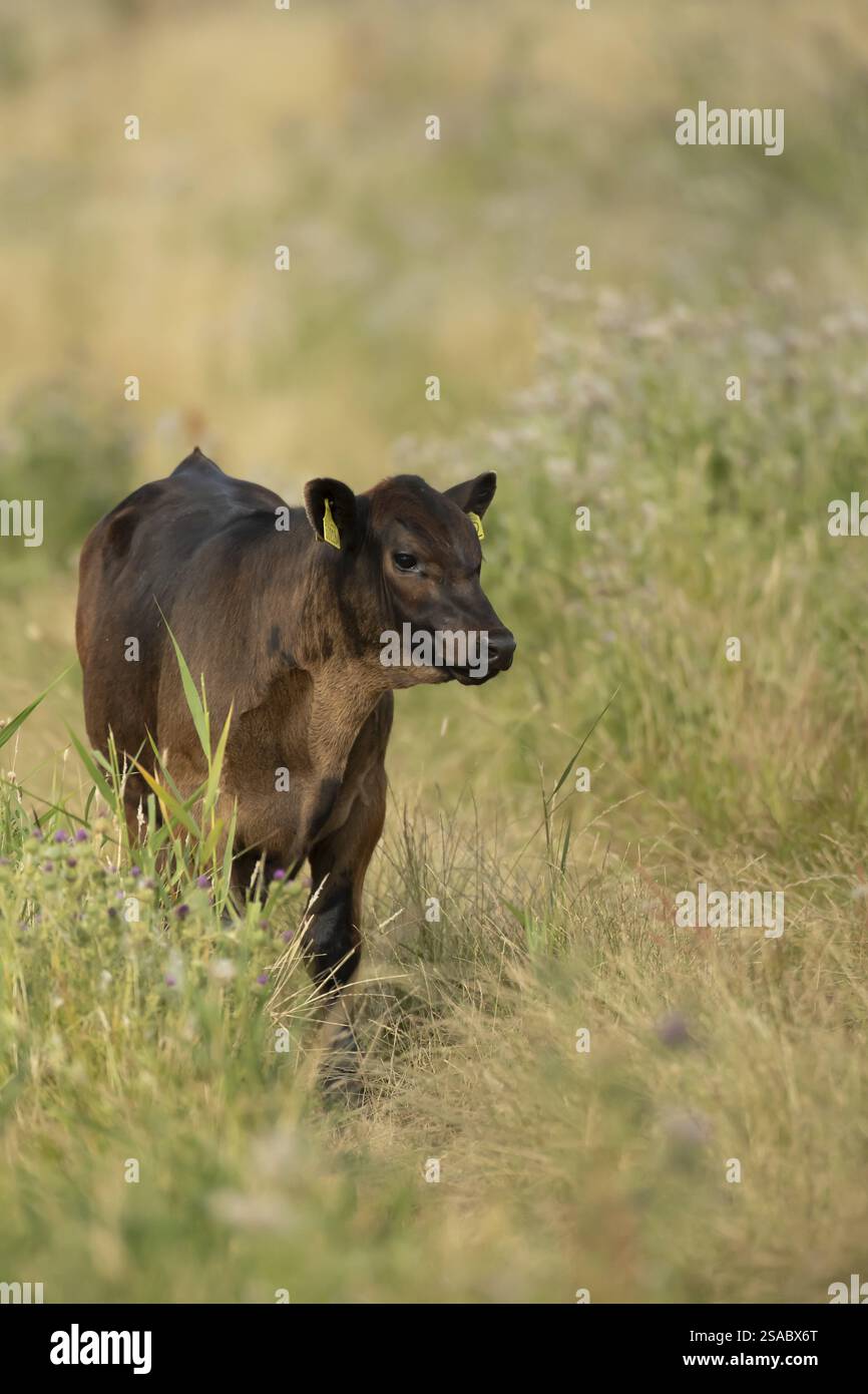 Domestic cattle or cow (Bos taurus) juvenile baby calf farm animal in a ...