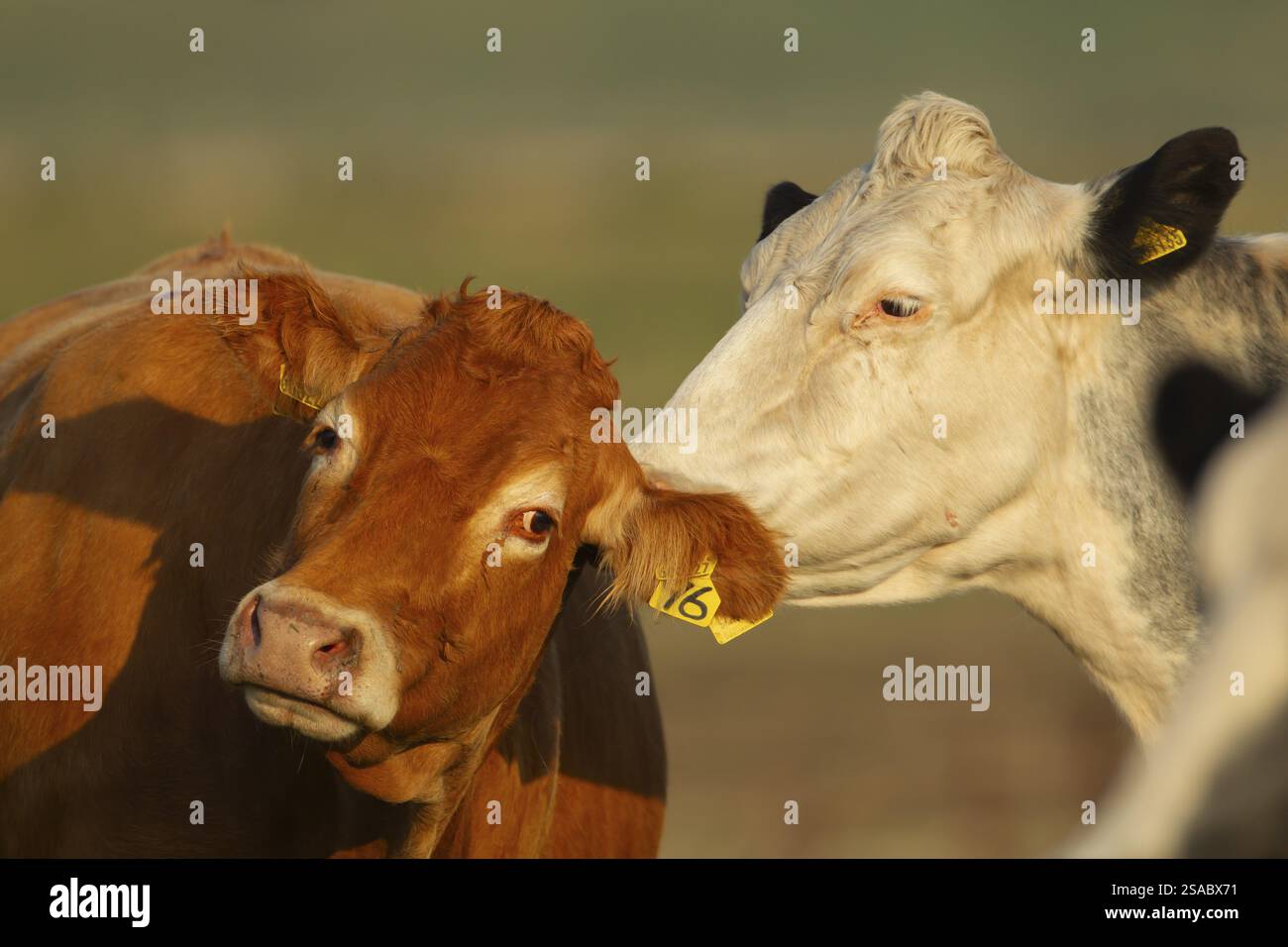 Domestic cattle or cow (Bos taurus) farm animals adult mother washing a ...