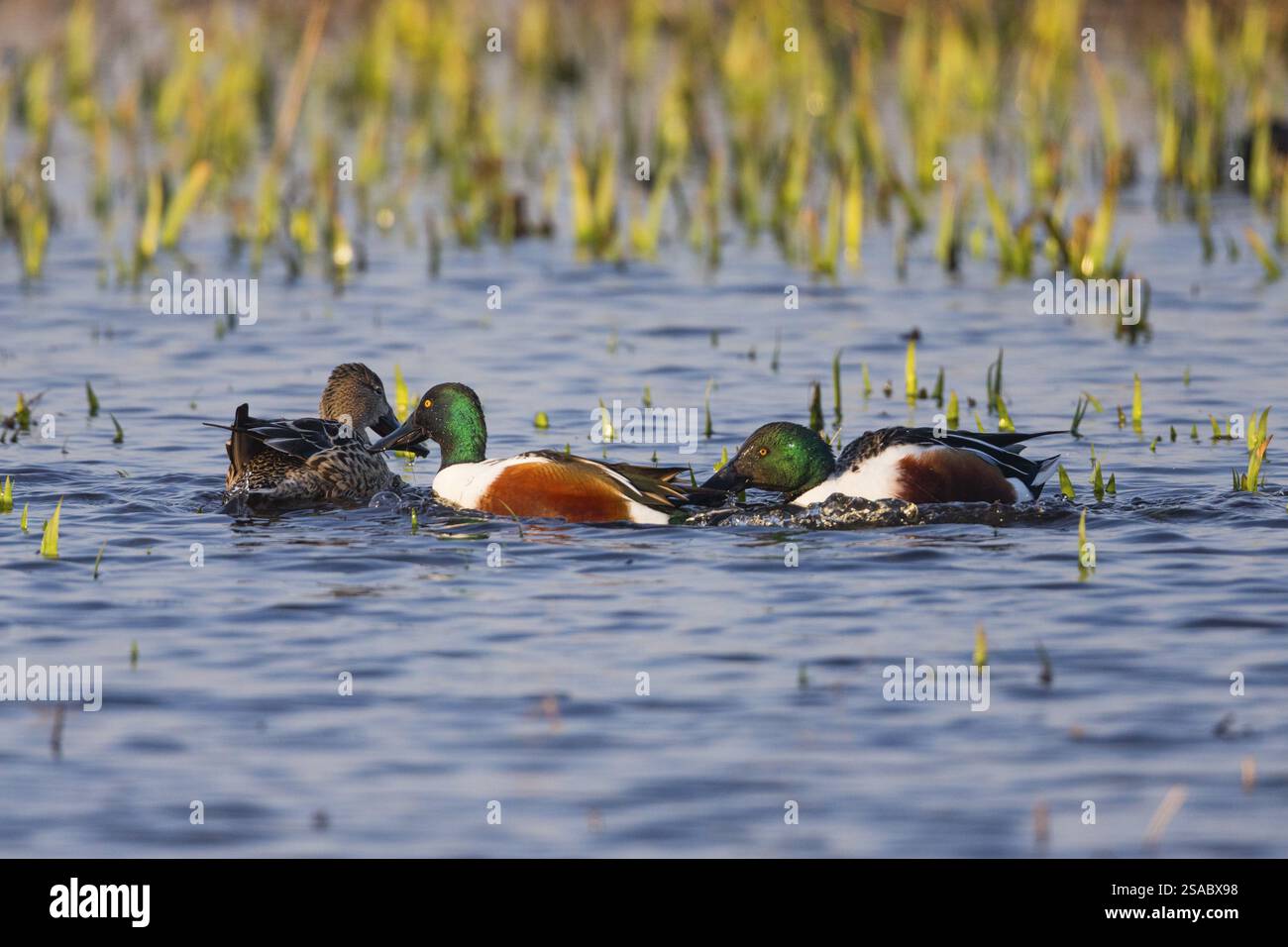 Northern Shoveler (Anas clypeata), two male ducks chasing and courting ...