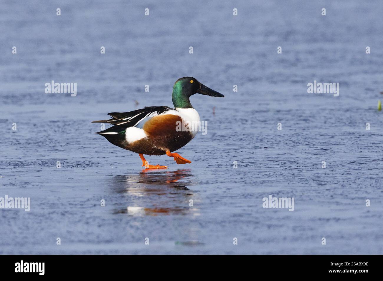 Northern Shoveler (Anas clypeata), male duck walking on frozen lake ...