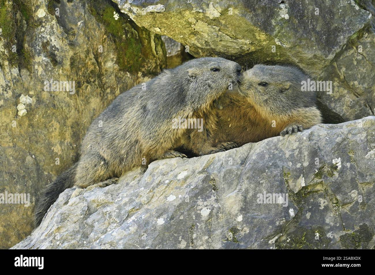 Two alpine marmots (Marmota marmota), sniffing each other, Switzerland, Europe Stock Photo - Alamy