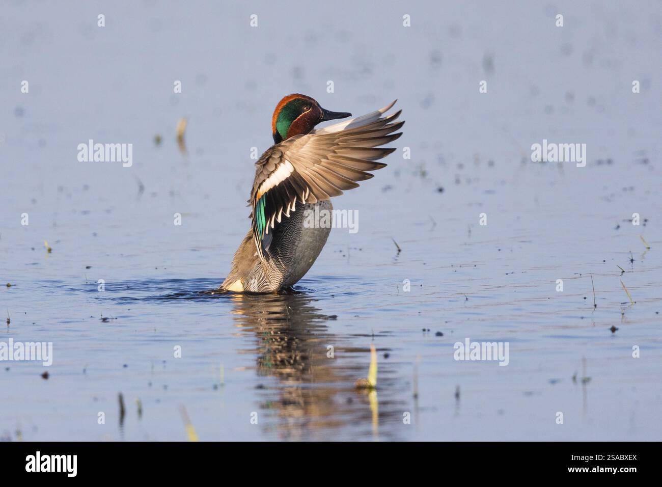 Eurasian Teal (Anas crecca), a male duck flapping its wings, on a lake ...