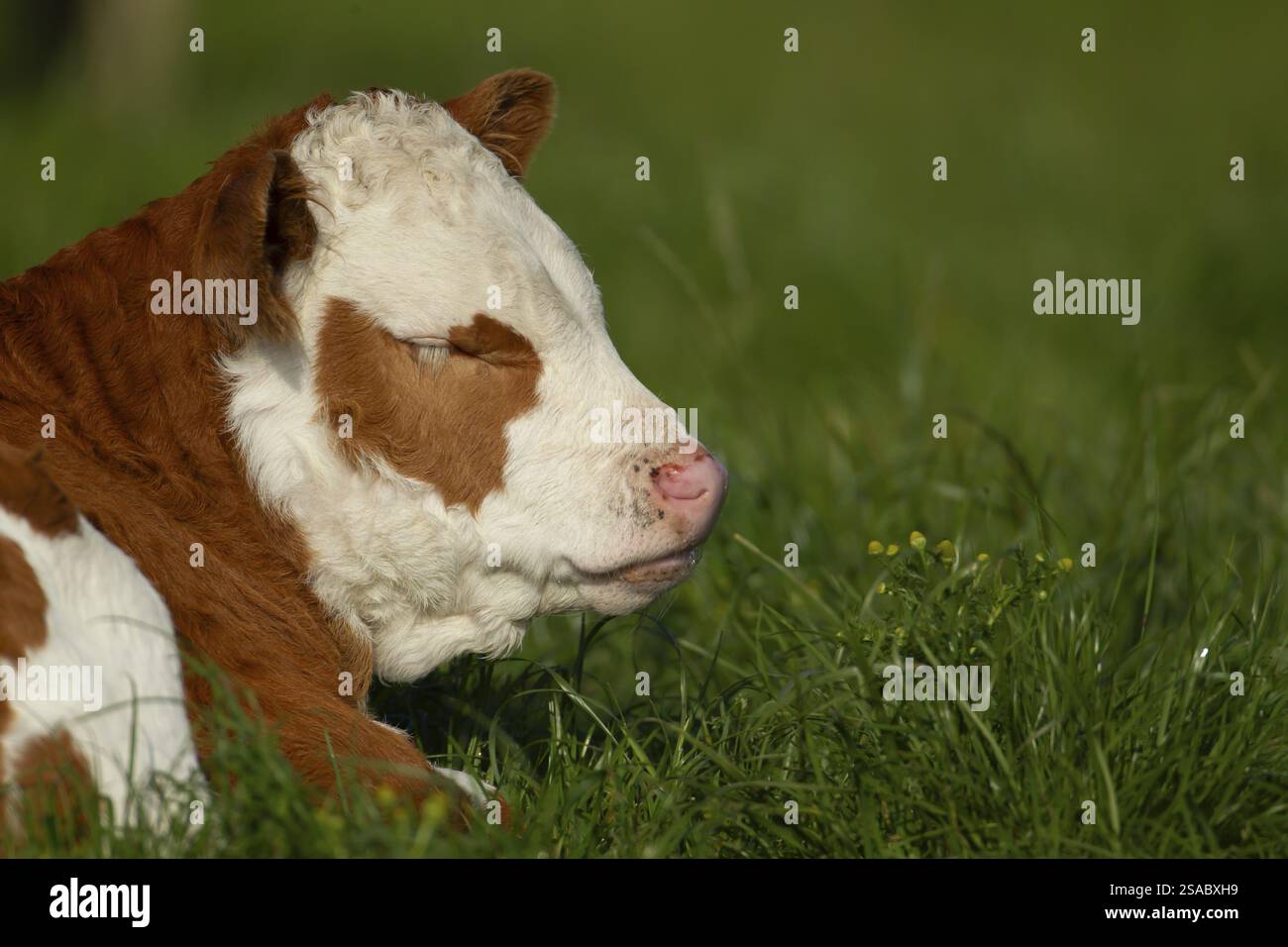 Domestic cattle or cow (Bos taurus) juvenile baby calf farm animal ...
