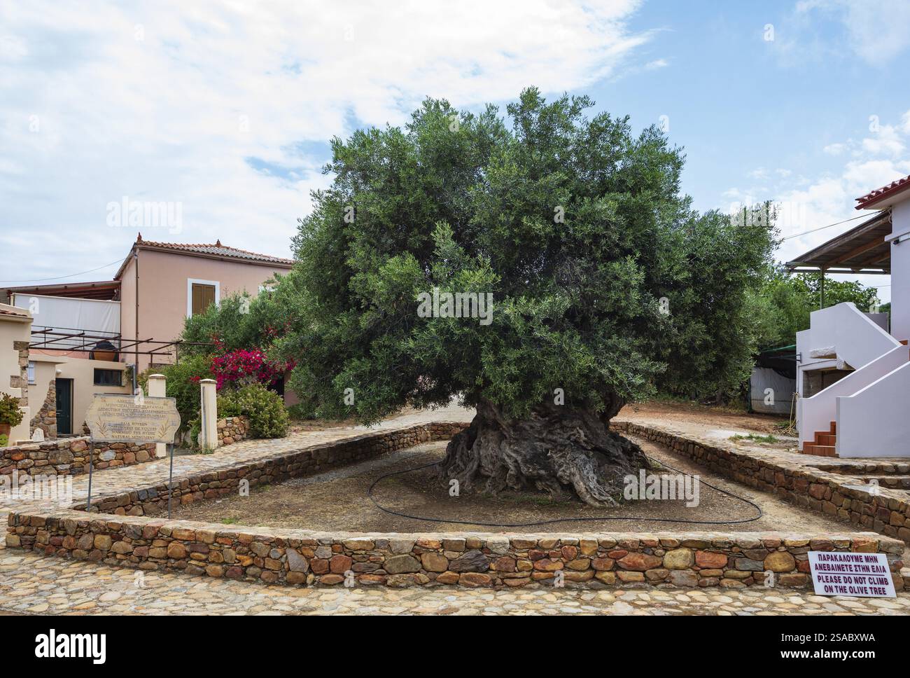 Natural monument, oldest olive tree in the world in the village of Pano ...