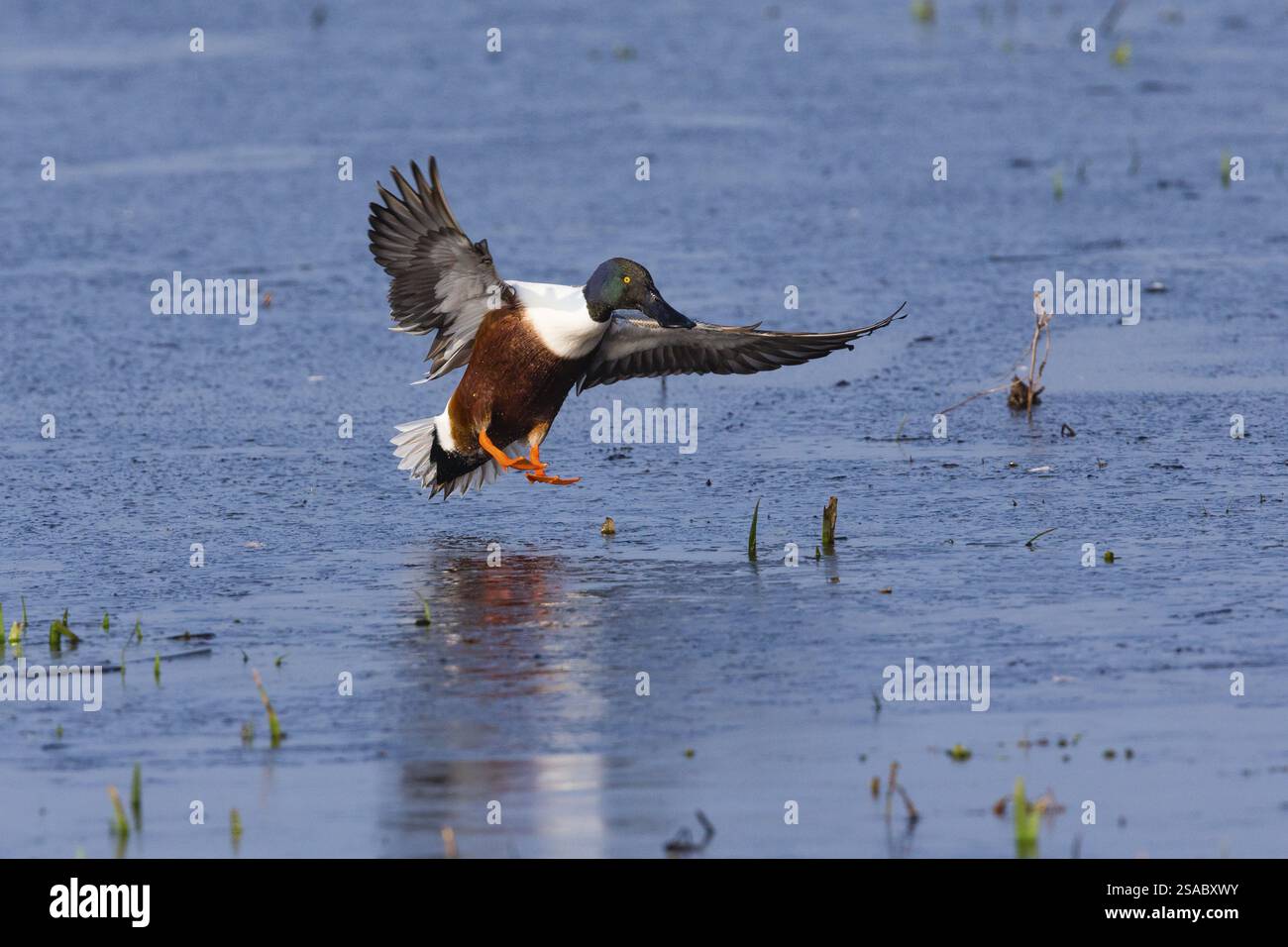 Northern Shoveler (Anas clypeata), male duck or drake about to land on ...