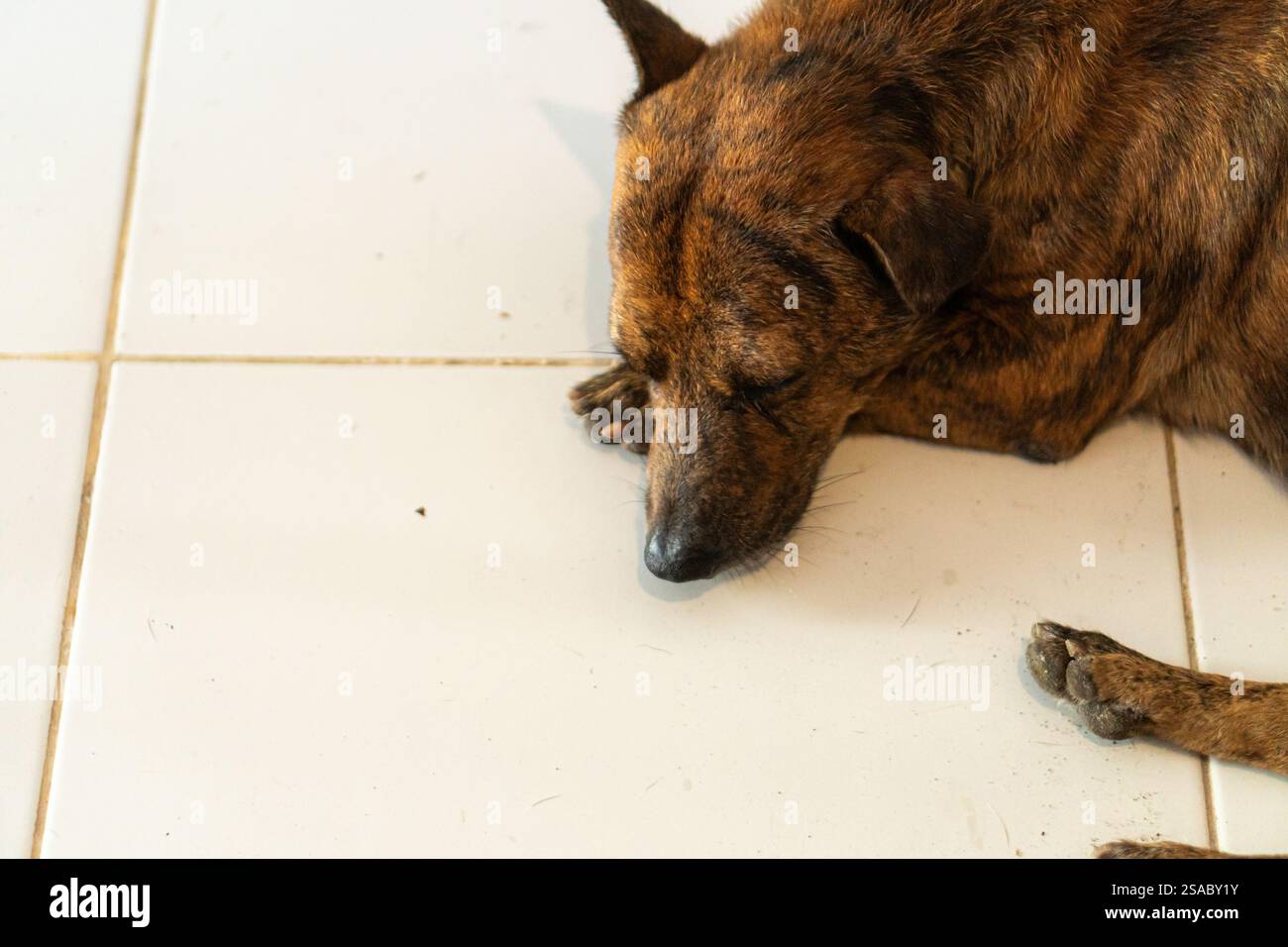 A close-up of a sleeping dog with a brindle coat resting on a tiled ...
