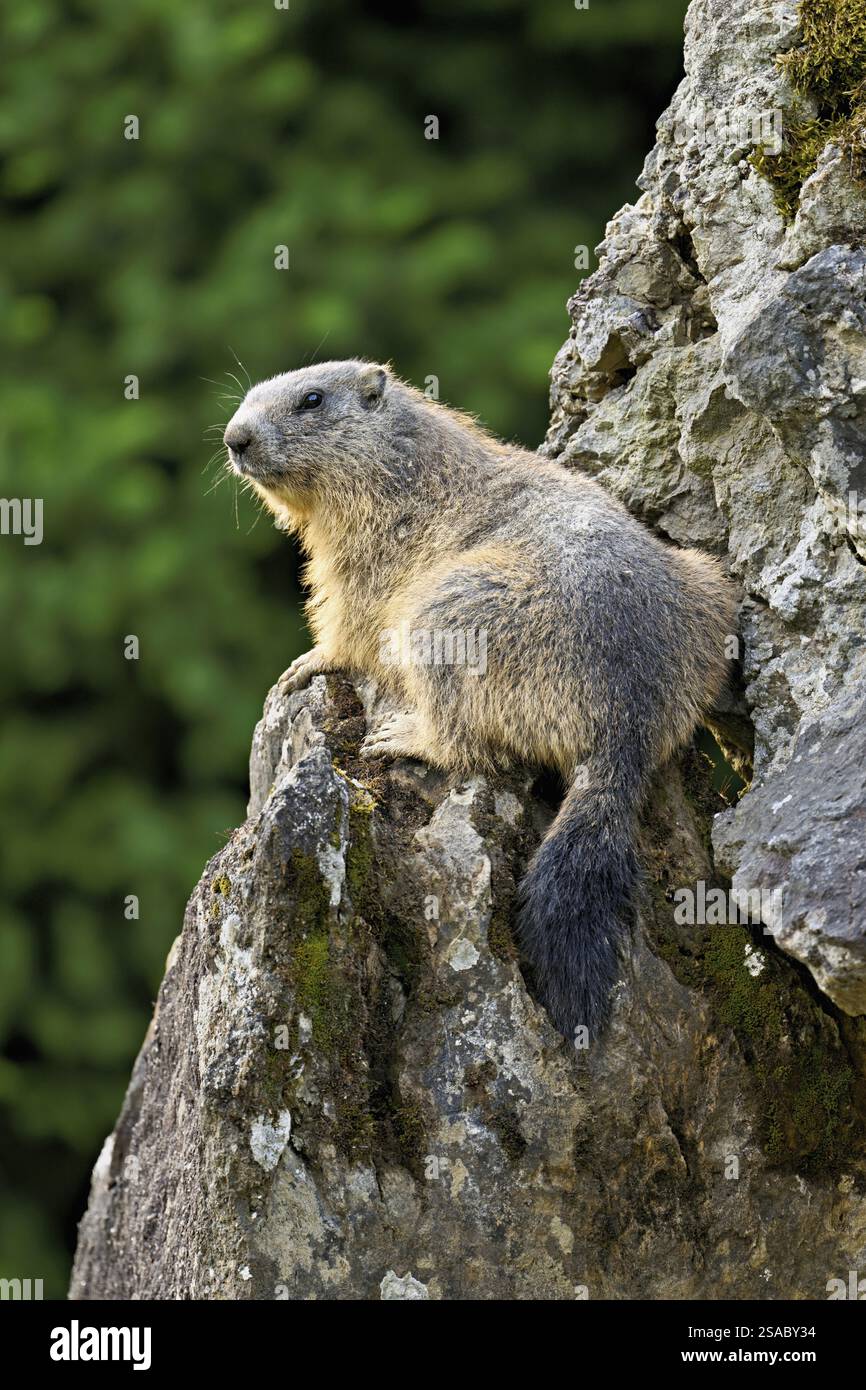 Alpine marmot (Marmota marmota), sitting on rocks, Switzerland, Europe Stock Photo - Alamy