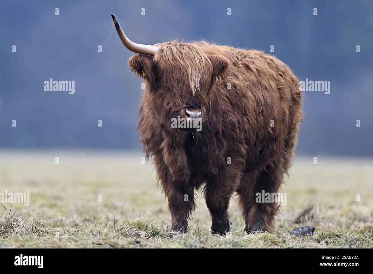 Highland cattle (Bos taurus), adult animal with one horn standing in a ...