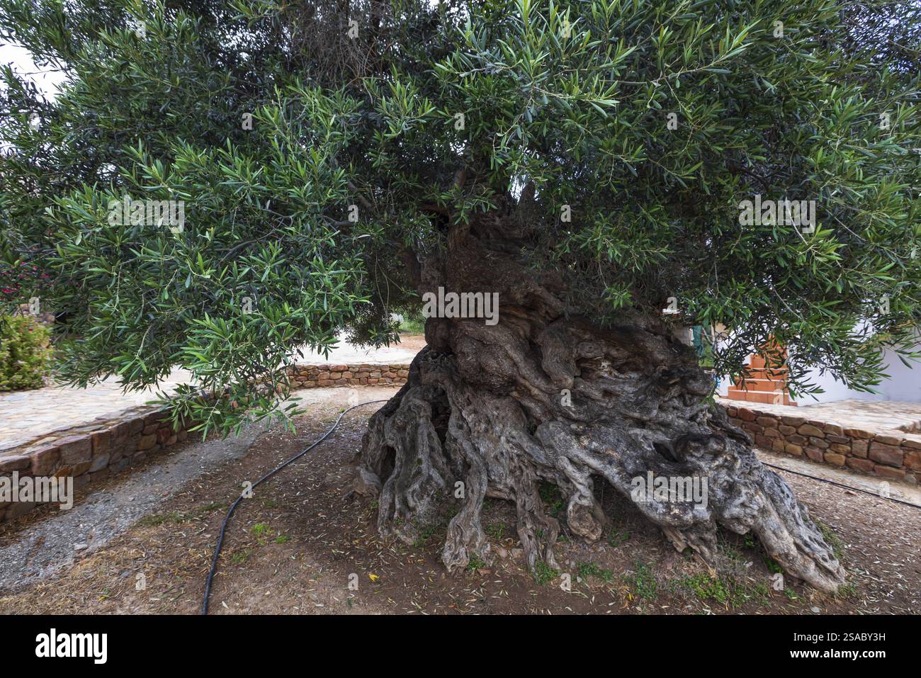 Natural monument, oldest olive tree in the world in the village of Pano Vouves, Crete, Greece ...