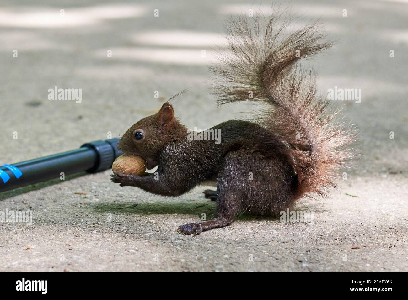 Eurasian red squirrel eating walnuts (Sciurus vulgaris Stock Photo - Alamy