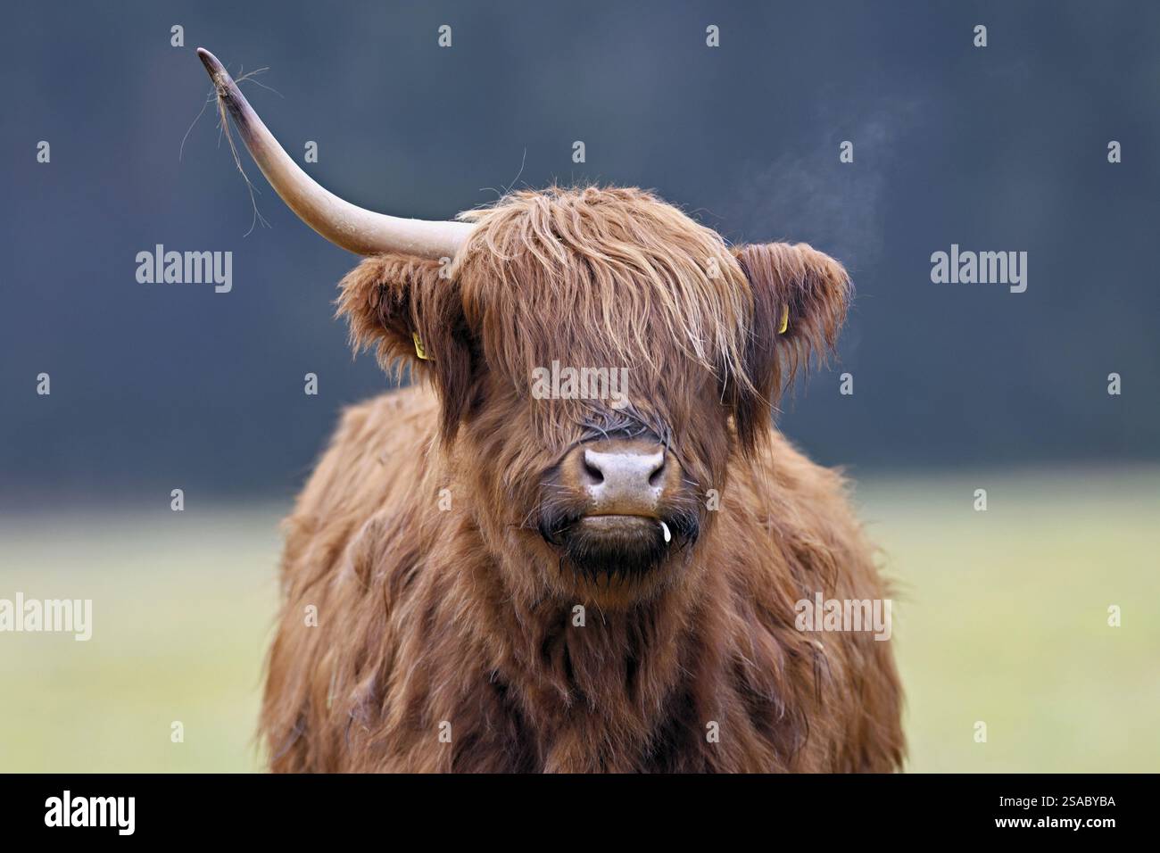 Highland cattle (Bos taurus), adult animal with one horn, Switzerland ...