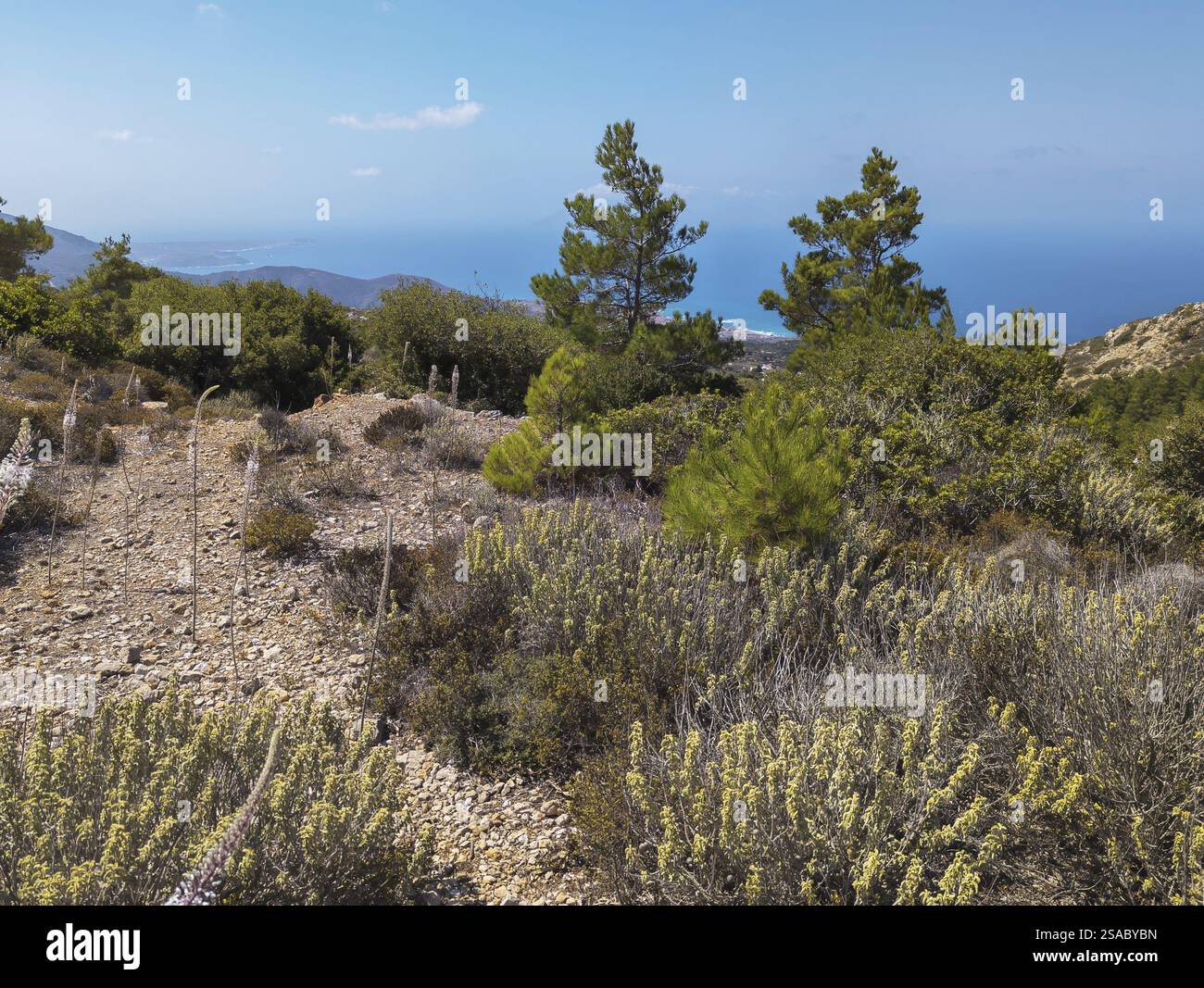 Natural landscape with shrubs and trees and the sea in the distance ...