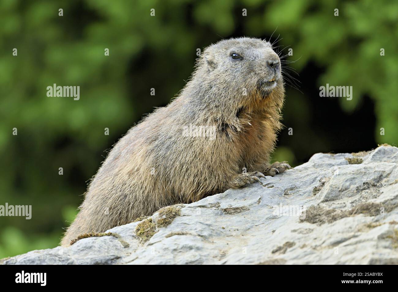 Alpine marmot (Marmota marmota), sitting on rocks, Switzerland, Europe Stock Photo - Alamy