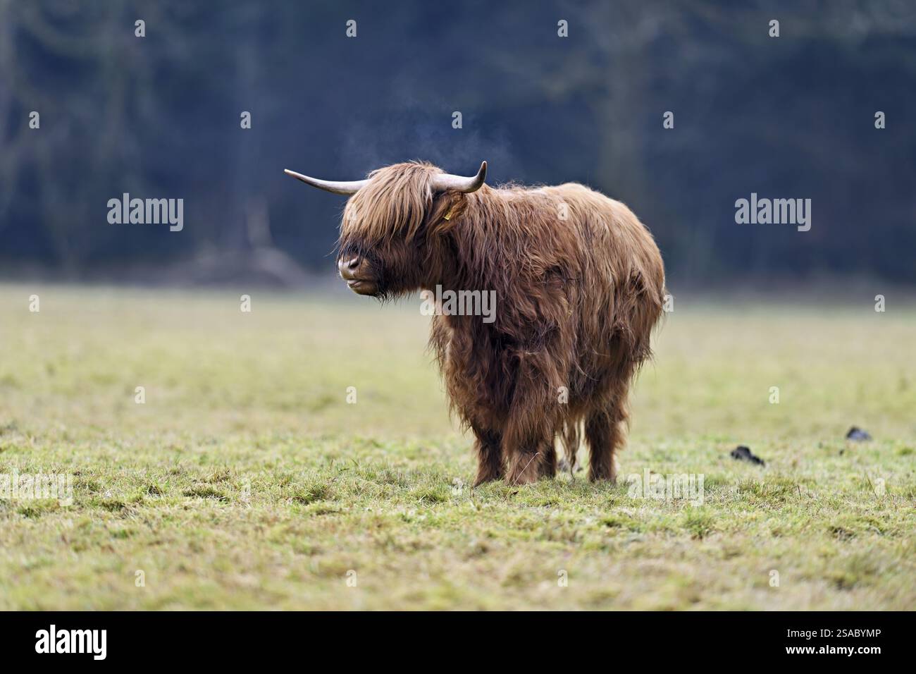 Highland cattle (Bos taurus), adult animal standing in a meadow ...