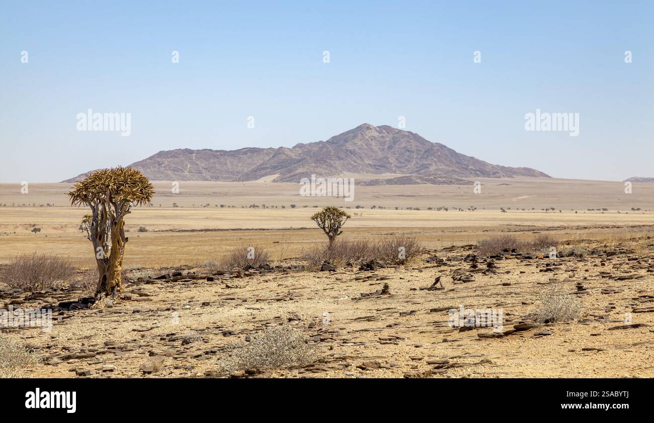 Desert-like landscape with quiver tree (Aloe dichotoma), transition ...