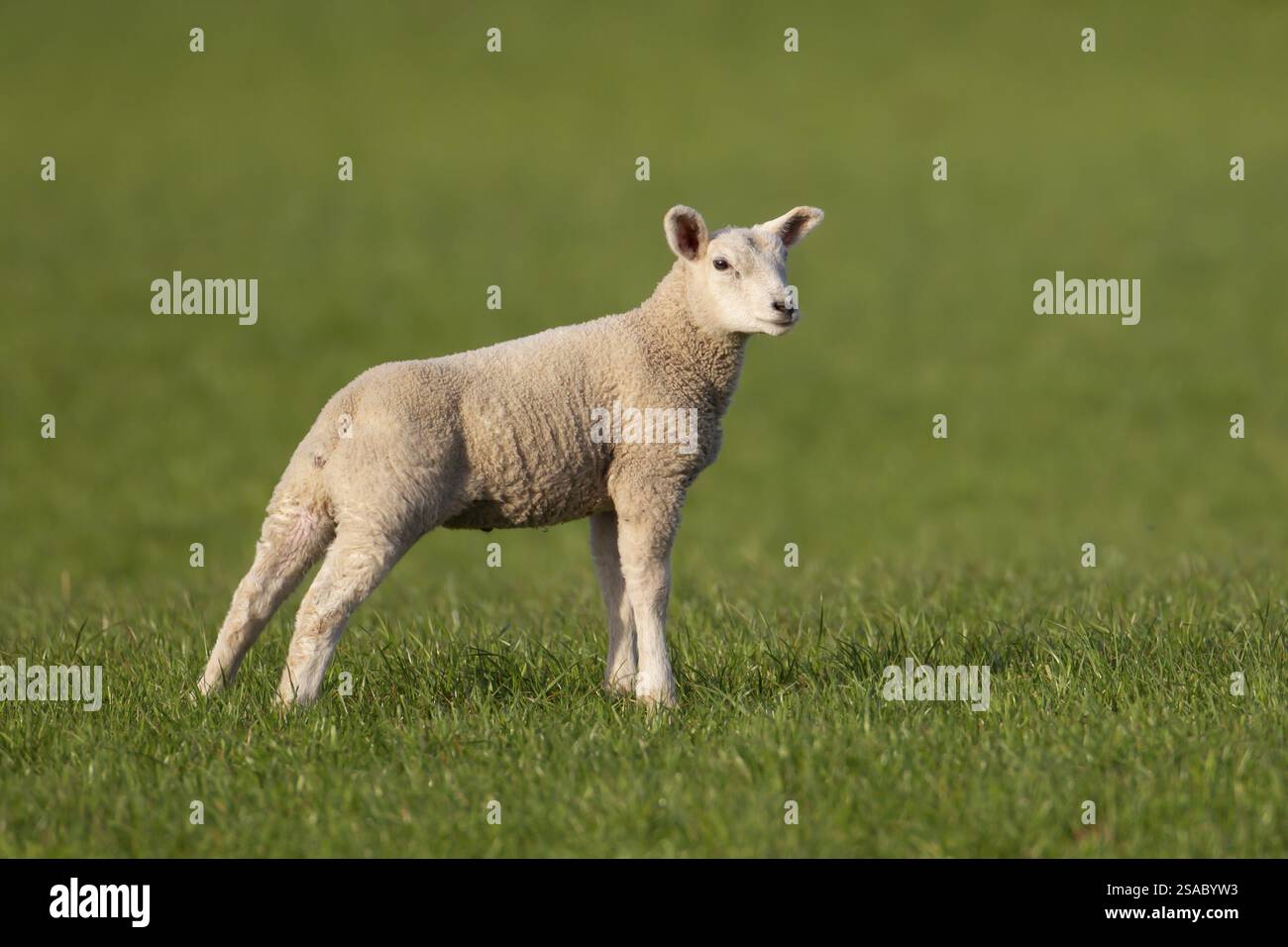 Domestic sheep (Ovis aries) juvenile baby lamb farm animal in a grass ...