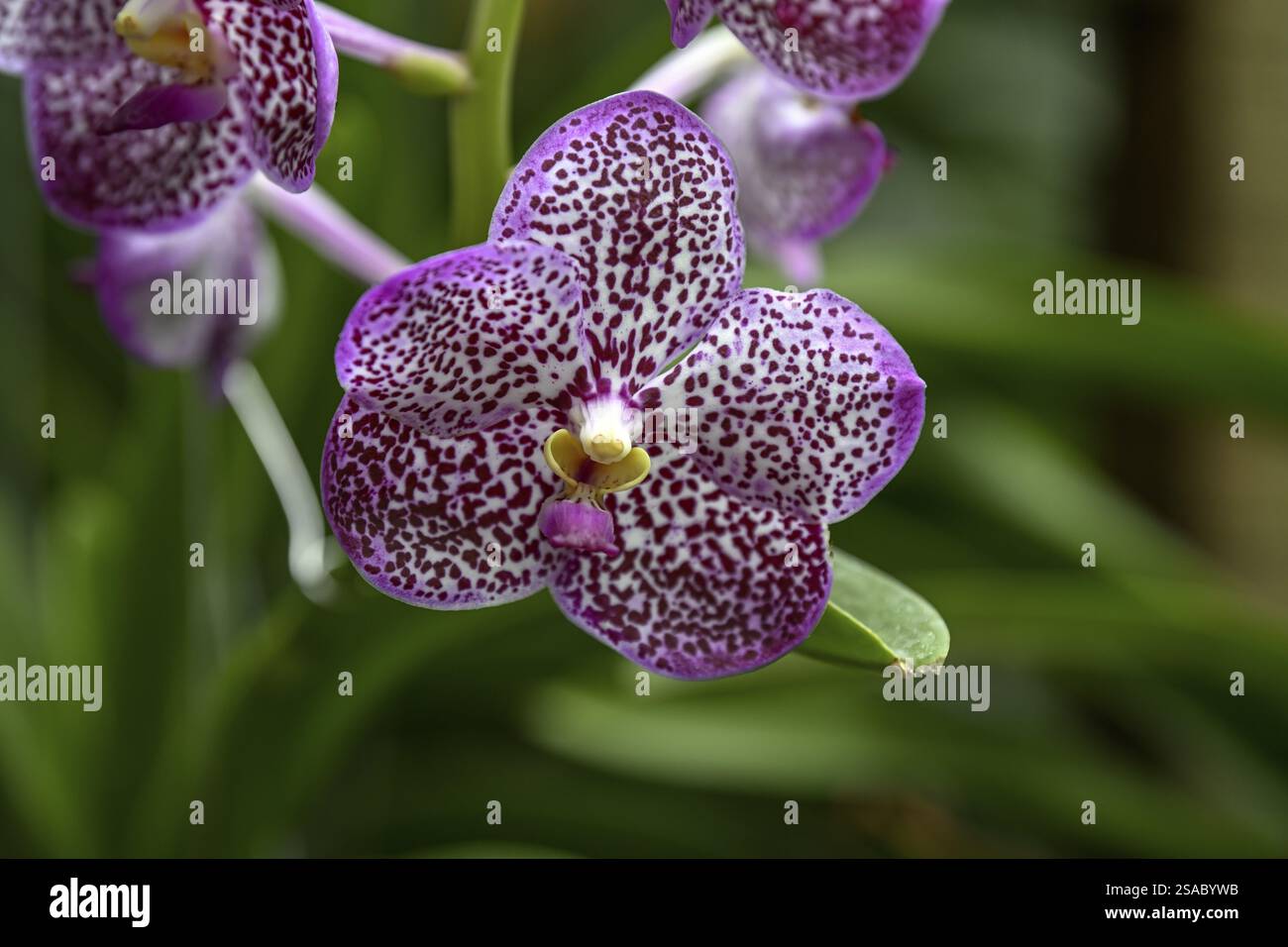 Orchid in Uncle Niyom's orchid garden, flowers, near Wat Saphan, Taling ...