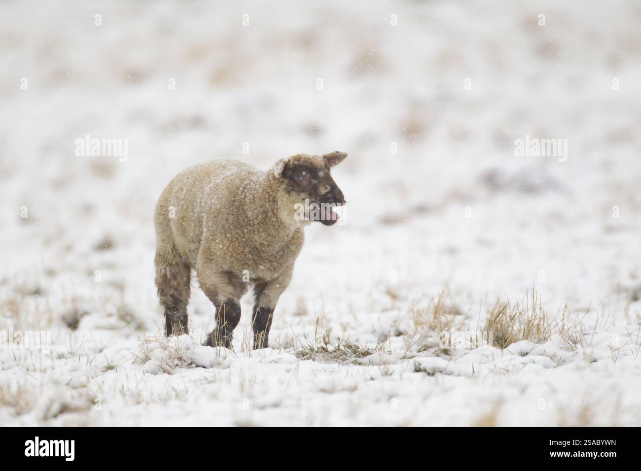 Domestic sheep (Ovis aries) juvenile baby lamb farm animal calling or ...