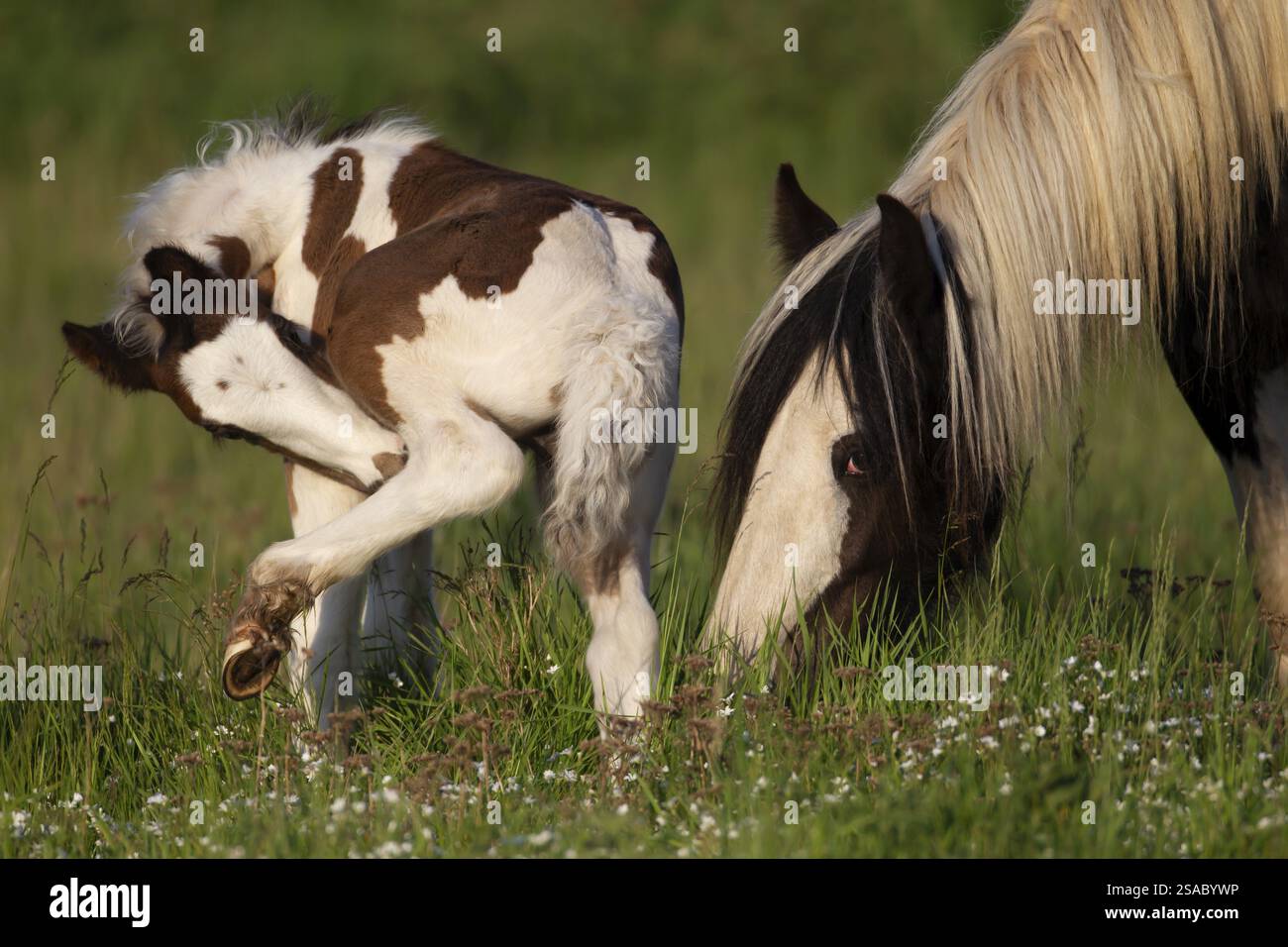 Horse or pony (Equus caballus) adult mother and juvenile baby foal in a ...